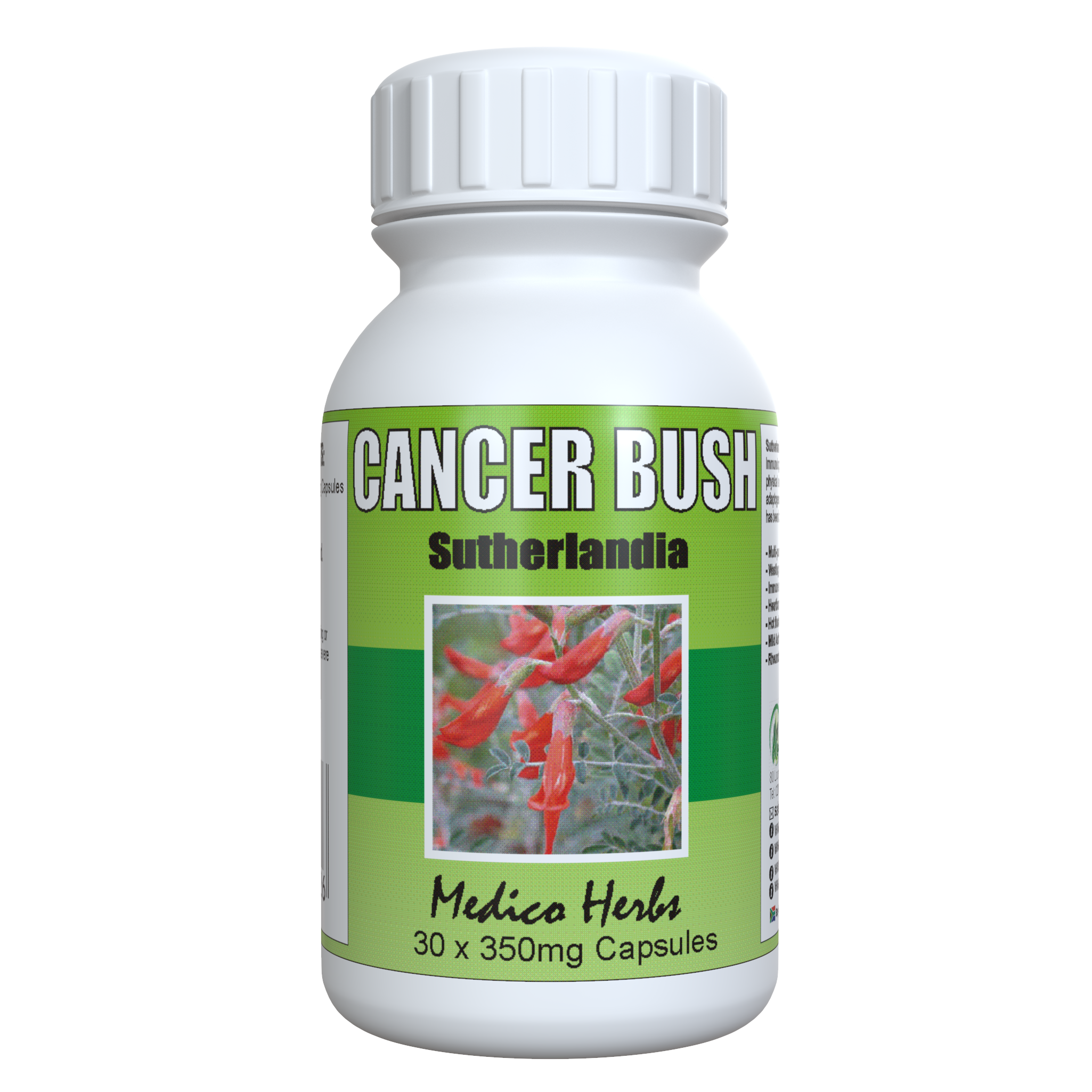 CANCER BUSH Sutherlandia Frutescens
